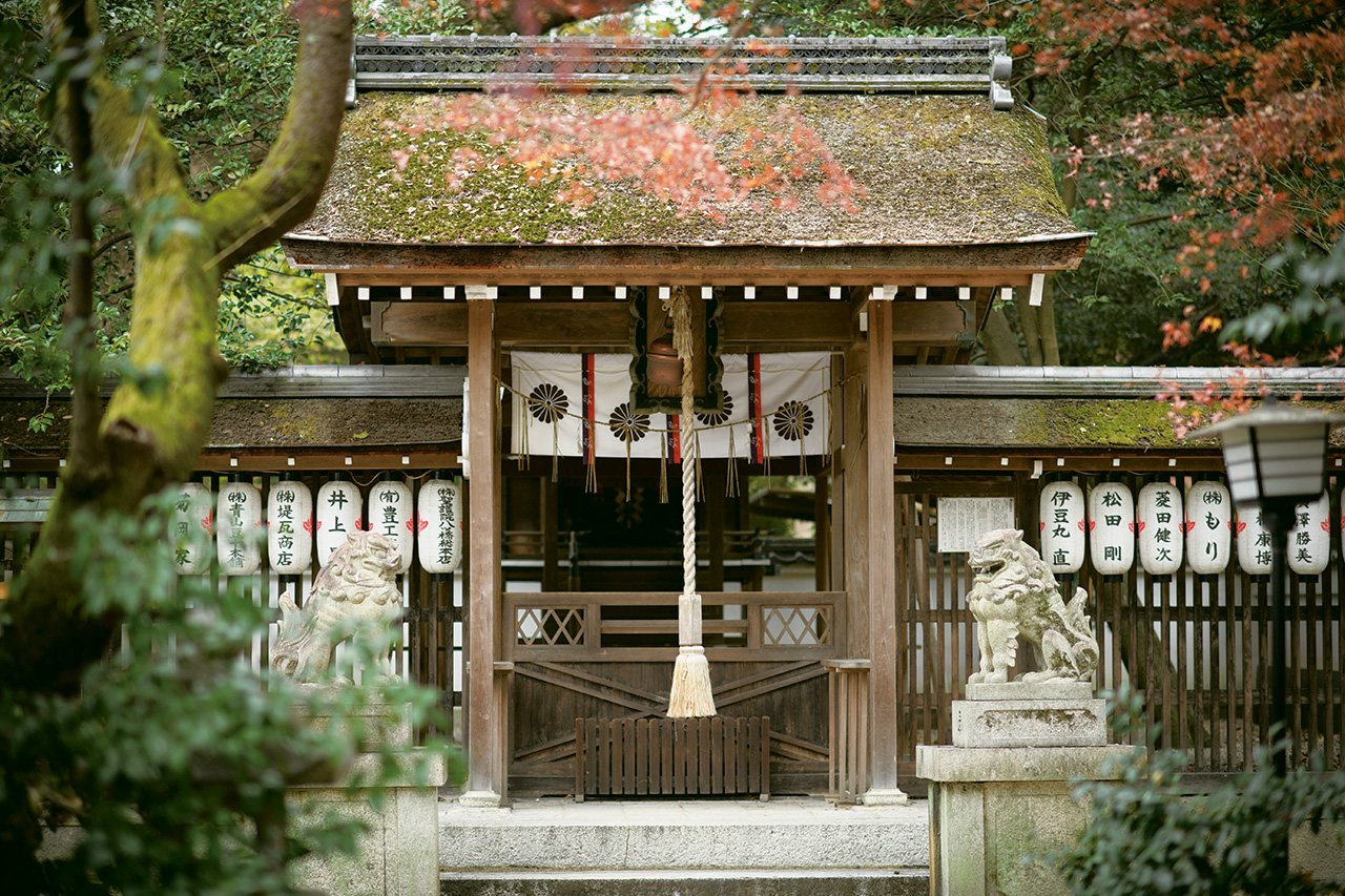Fragrant daffodils in the New Year, cherry blossoms in full bloom in ...
