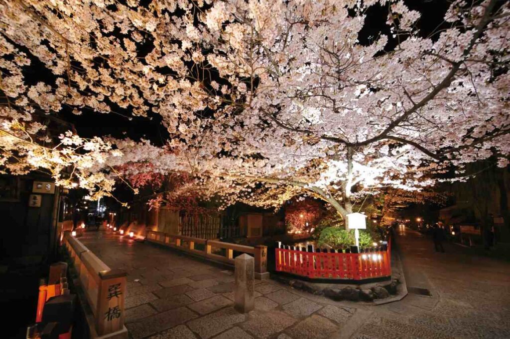  2025 Cherry Blossoms Light Up At Night In Spring In Kyoto 18