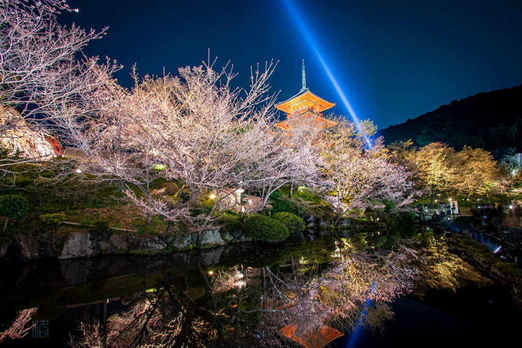  2025 Cherry Blossoms Light Up At Night In Spring In Kyoto 18